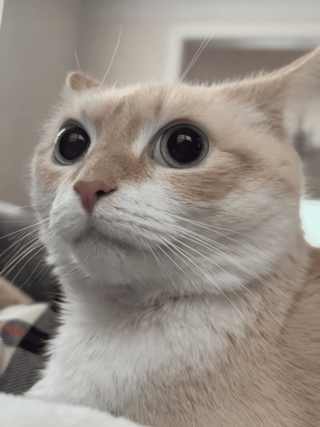 Cat Meme Maker - Free Online Meme Generator | Nyatcha